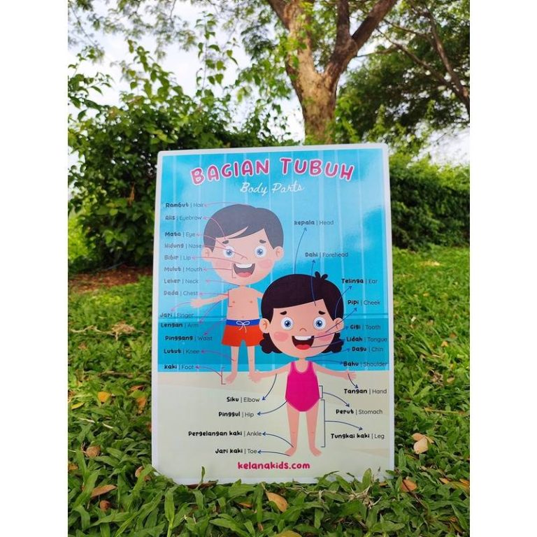 Poster Edukasi Anak Bagian Tubuh Body Parts Wipe Clean Ukuran A3